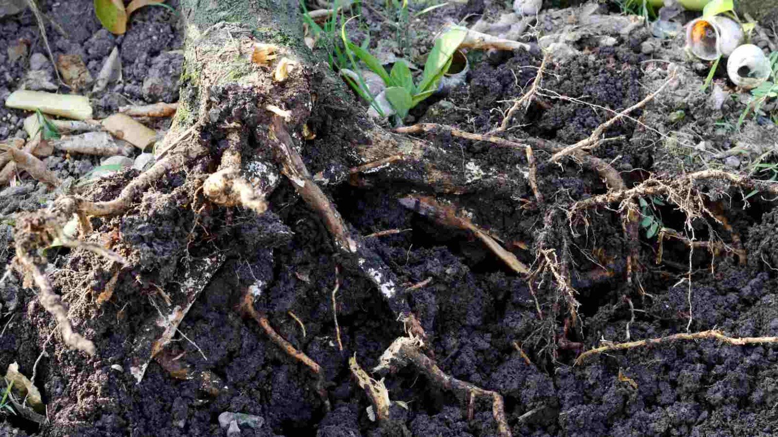 Root Rot Guide: How to Identify, Treat & Prevent Root Rot in Plants