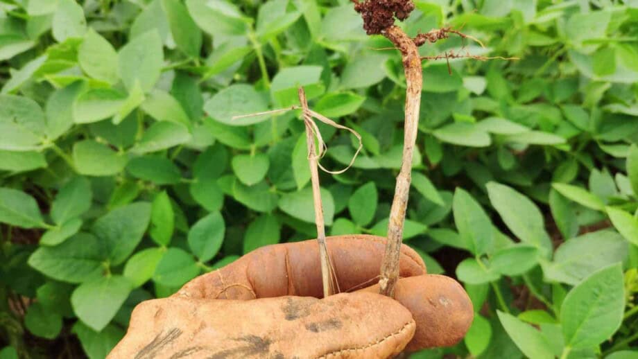 Root Rot Guide: How to Identify, Treat & Prevent Root Rot in Plants