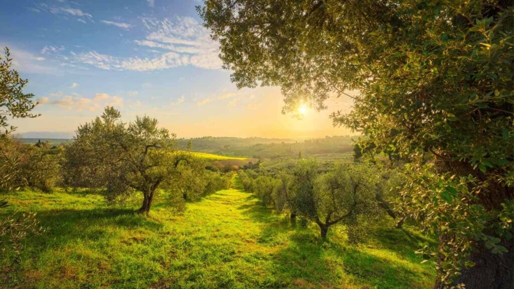 Olive Tree: How to Plant, Grow, and Care for Olive Trees
