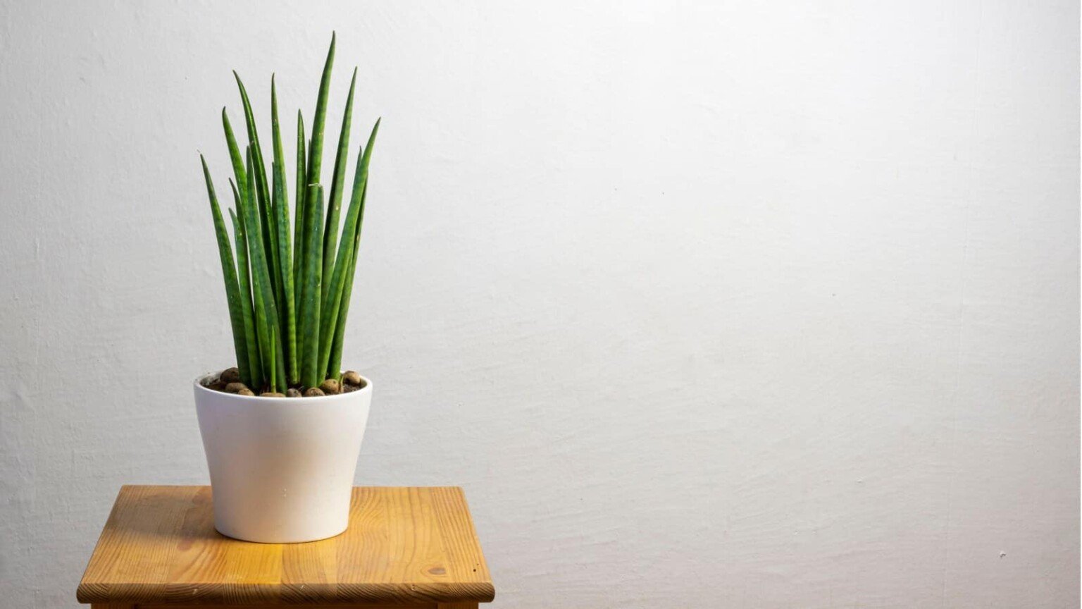 Sansevieria Care Guide: How to Grow and Care for Snake Plant