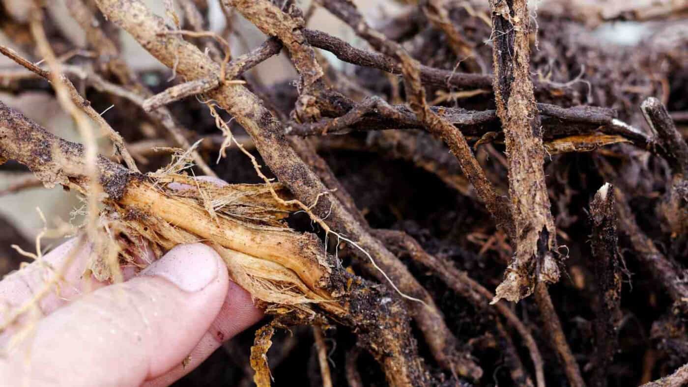 Root Rot Guide: How to Identify, Treat & Prevent Root Rot in Plants