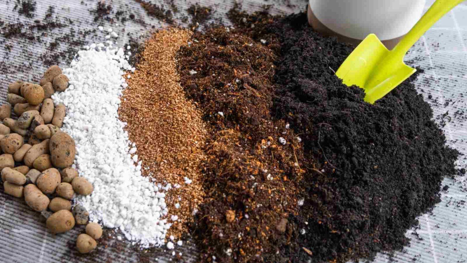 Parlor Palm Guide: How to Grow and Care for Parlor Palm