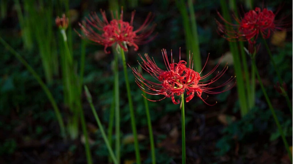 How to Grow and Care for Spider Lily (Lycoris spp.) | Planet Natural