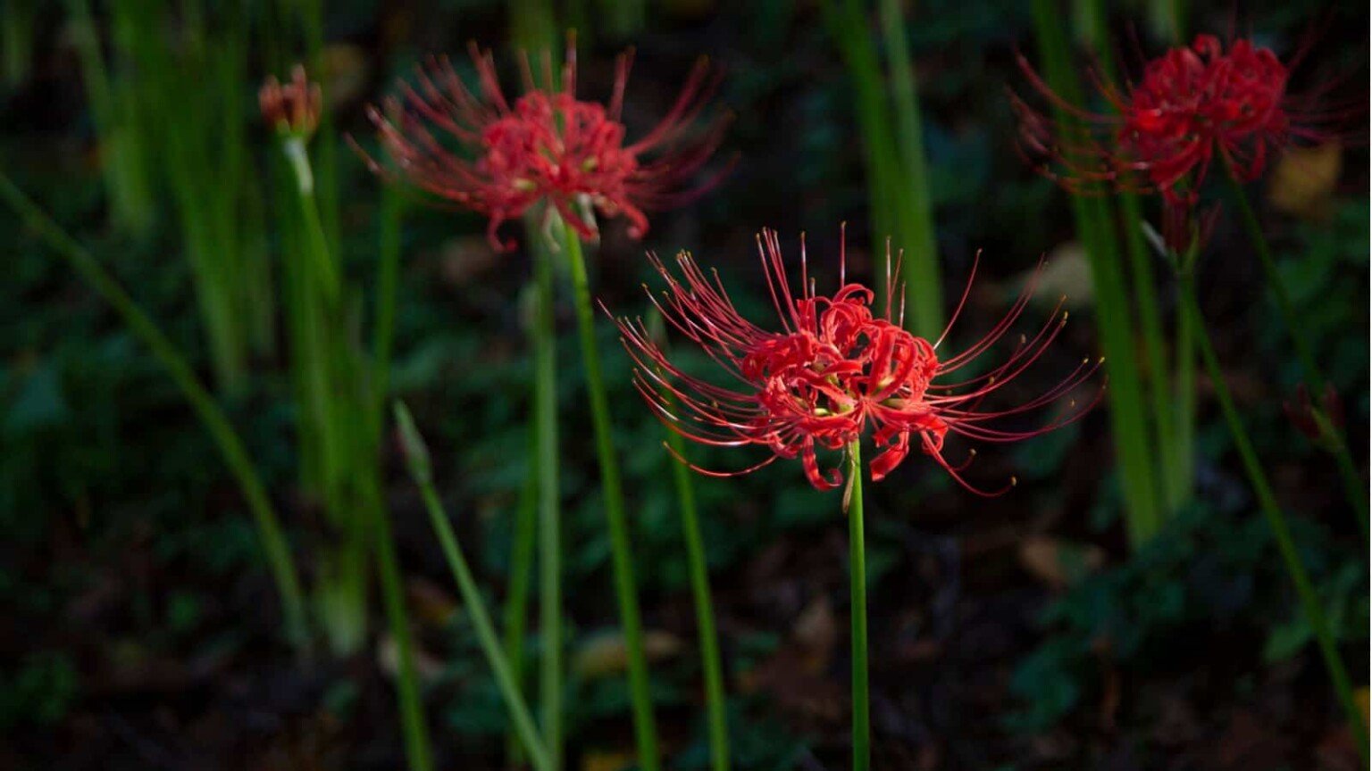 How to Grow and Care for Spider Lily (Lycoris spp.) | Planet Natural