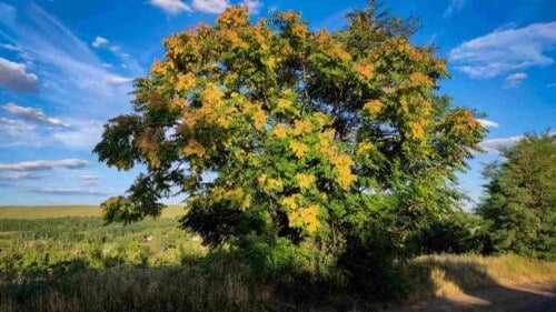 12 Different Types of Cedar Trees with Pictures