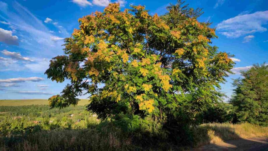 12 Different Types of Cedar Trees with Pictures