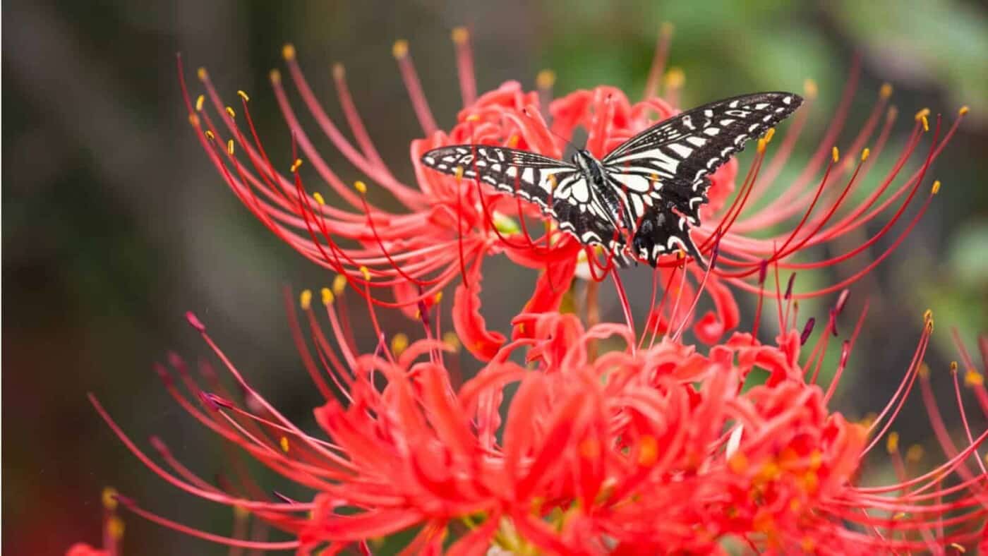 How to Grow and Care for Spider Lily (Lycoris spp.) | Planet Natural