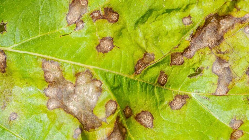 Leaf Spot Full Guide: Causes, Symptoms & Treatment Options