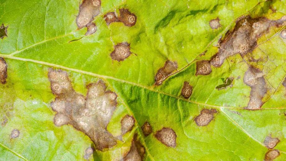 Leaf Spot Full Guide: Causes, Symptoms & Treatment Options