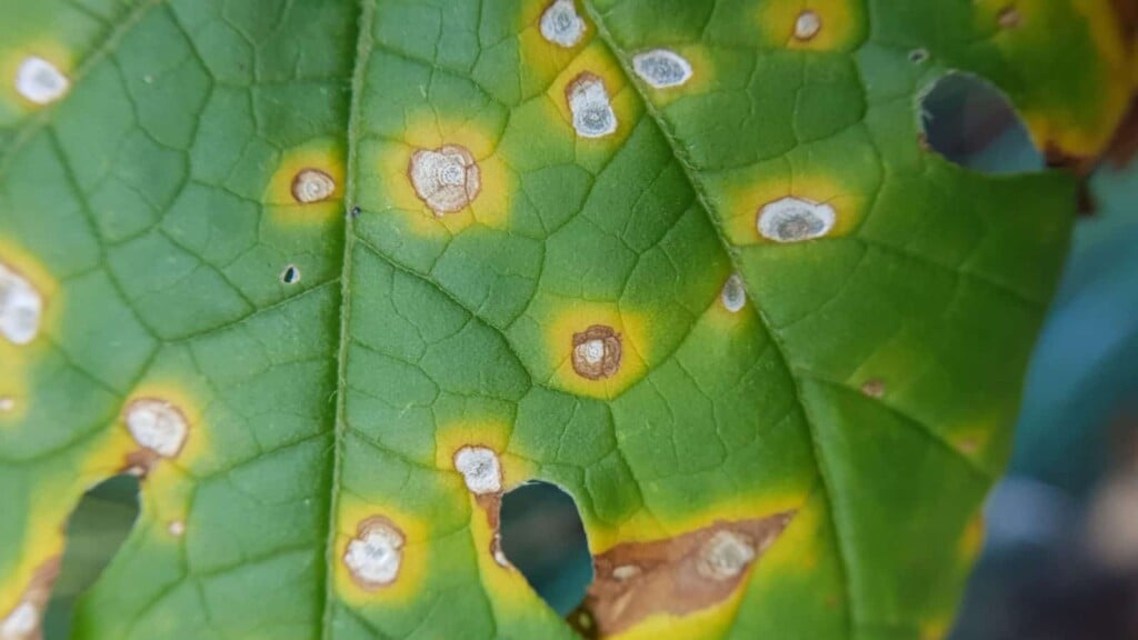 Leaf Spot Full Guide: Causes, Symptoms & Treatment Options