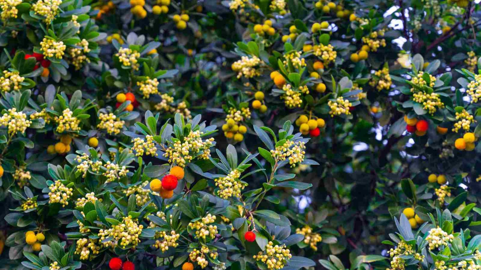 How to Plant, Grow, and Care for Strawberry Tree