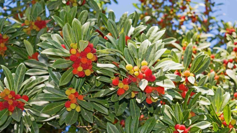 How to Plant, Grow, and Care for Strawberry Tree
