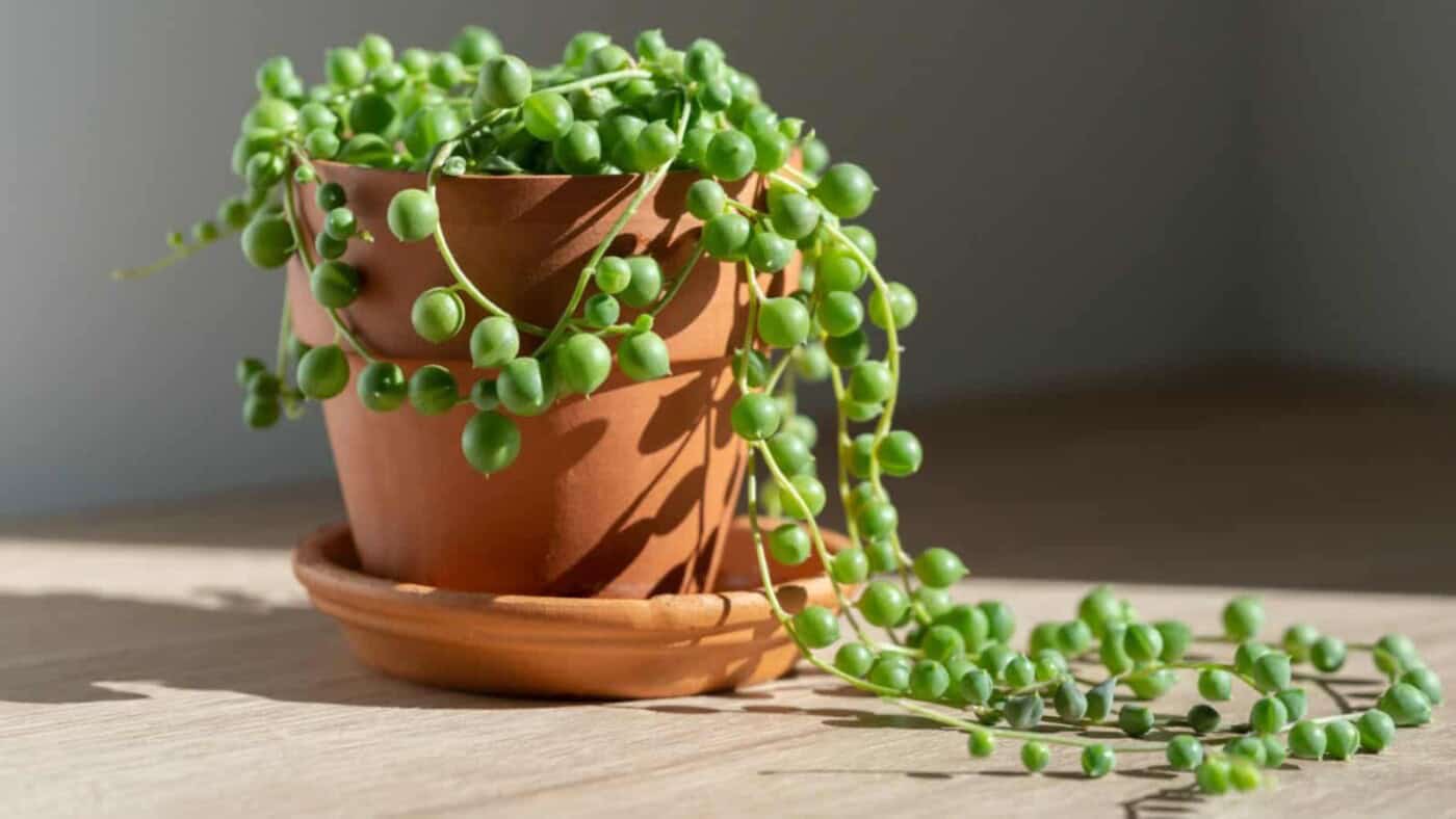 How to Grow and Care for String of Pearls (Complete Guide)