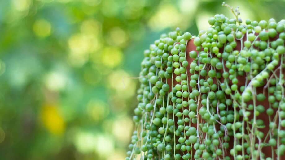 How to Grow and Care for String of Pearls (Complete Guide)