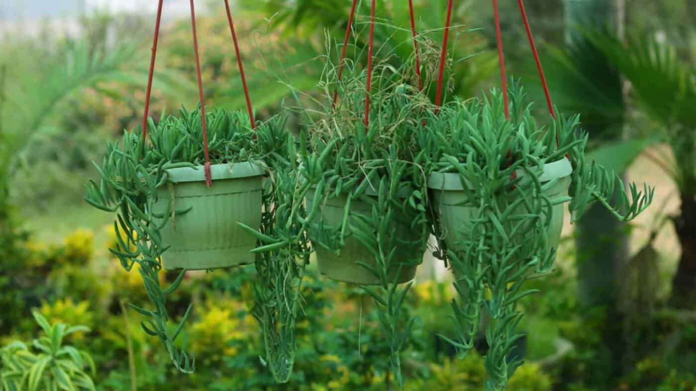 How to Grow and Care for String of Pearls (Complete Guide)