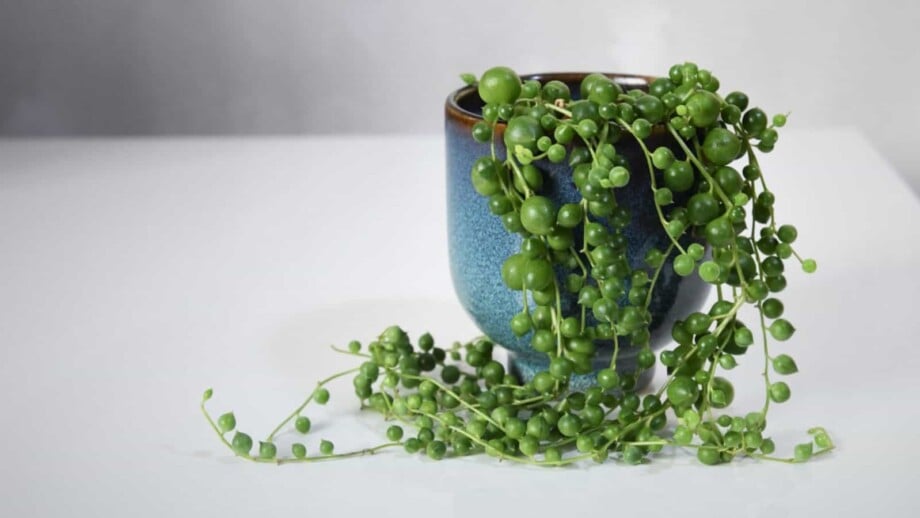 How to Grow and Care for String of Pearls (Complete Guide)