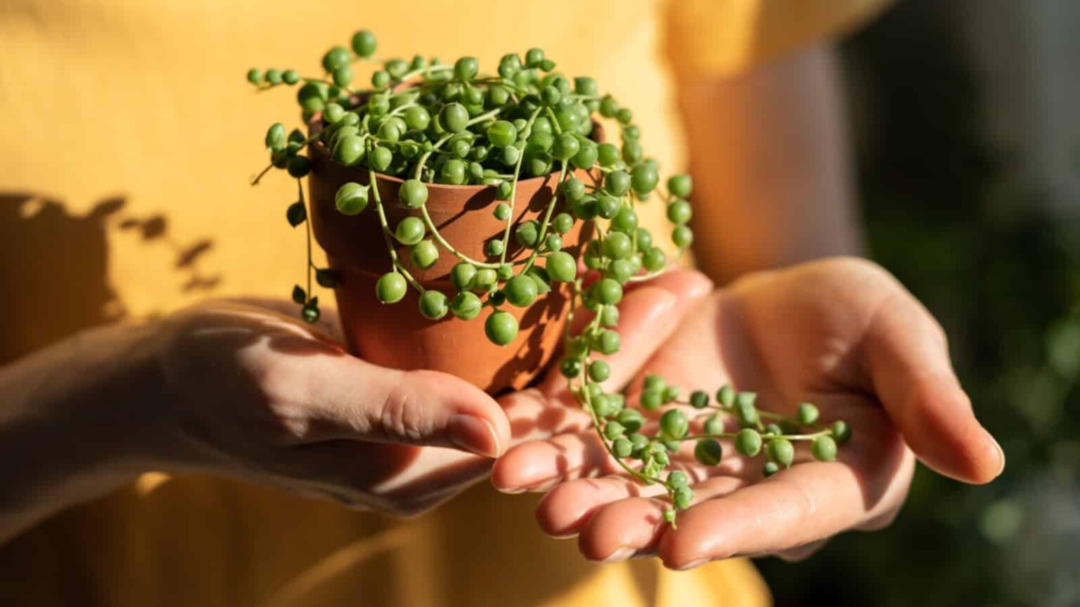 How to Grow and Care for String of Pearls (Complete Guide)