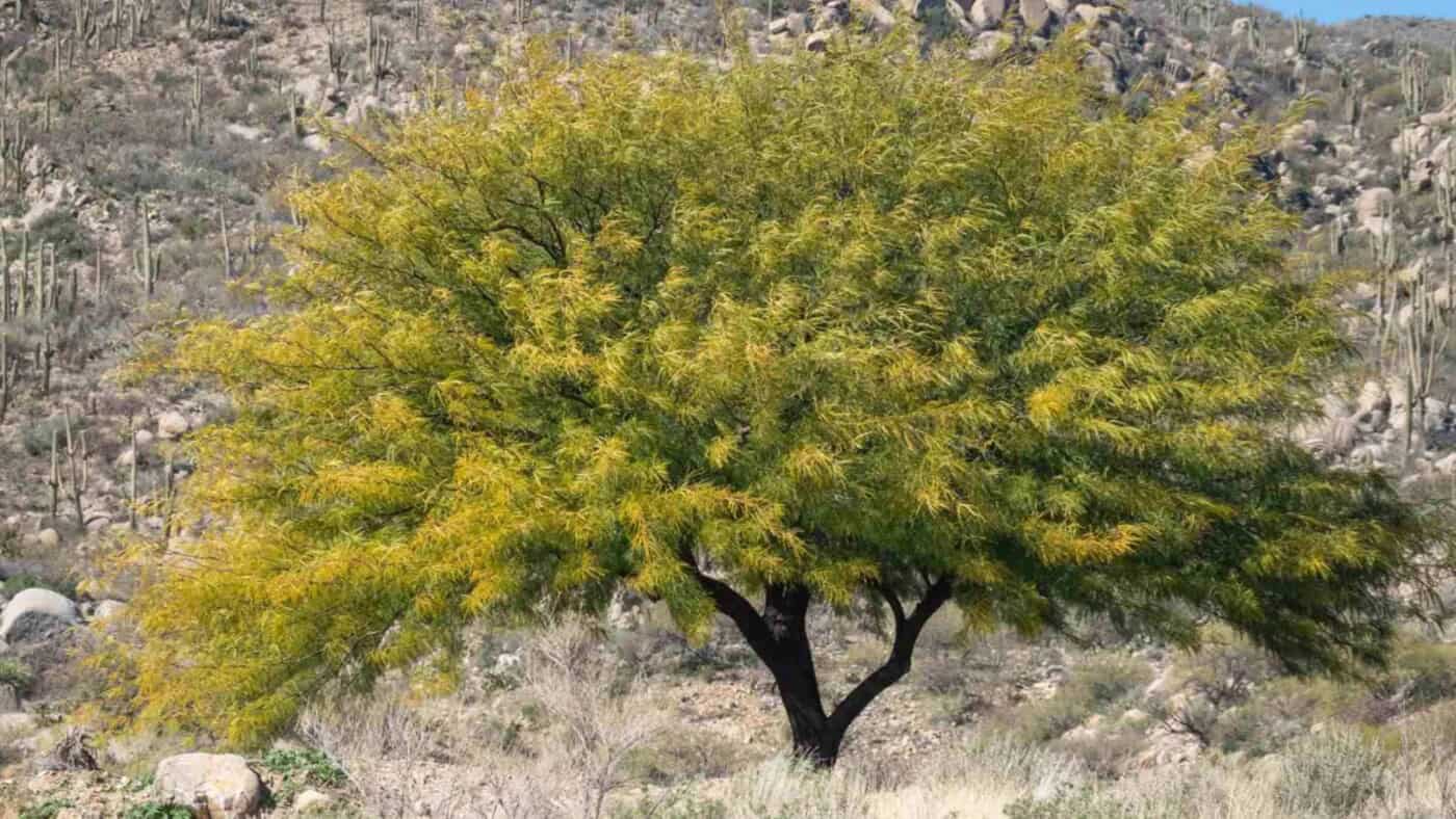 Mesquite Tree: Pros & Cons of Growing Mesquite Trees