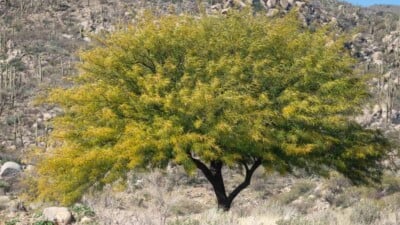 Mesquite Tree: Pros & Cons of Growing Mesquite Trees