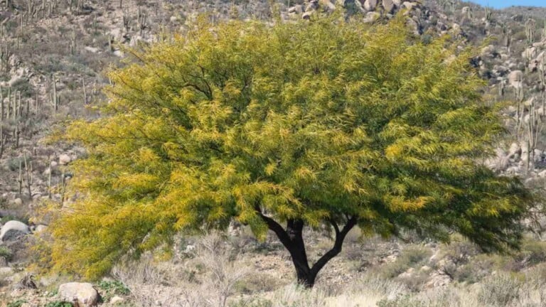 Mesquite Tree: Pros & Cons of Growing Mesquite Trees