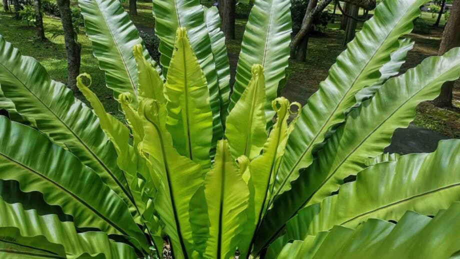 How to Grow and Care for Bird's Nest Fern (Asplenium Nidus)