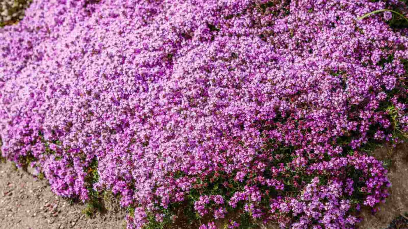 30 Best Ground Cover Plants (Low-Maintenance Options)