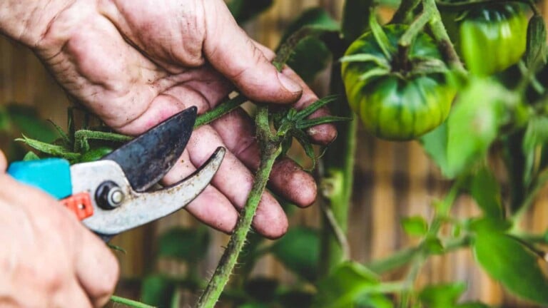 Leaf Spot Full Guide: Causes, Symptoms & Treatment Options