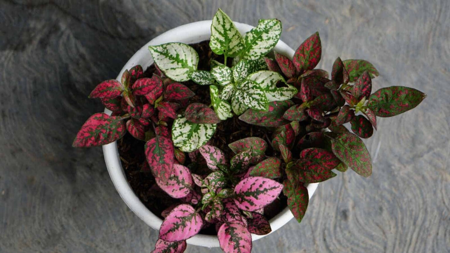 Polka Dot Plant: How to Grow and Care for Polka Dot Plant