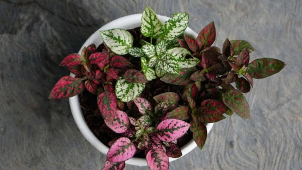 Polka Dot Plant: How to Grow and Care for Polka Dot Plant