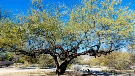 Mesquite Tree: Pros & Cons of Growing Mesquite Trees