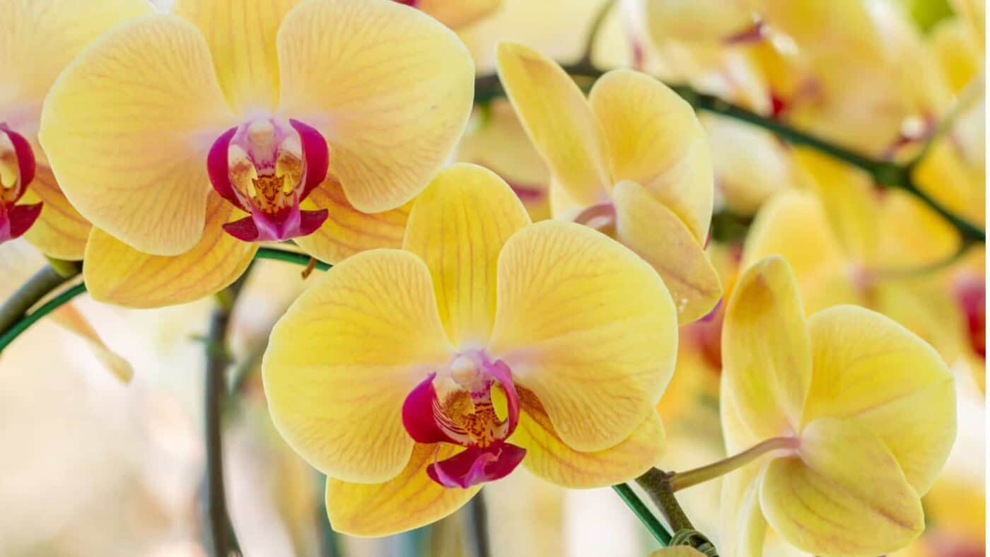 How to Easily Grow and Care for Phalaenopsis Orchids Indoors | Planet Natural