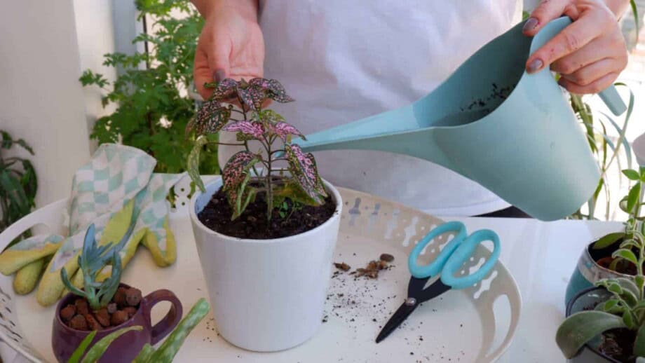 Polka Dot Plant: How to Grow and Care for Polka Dot Plant