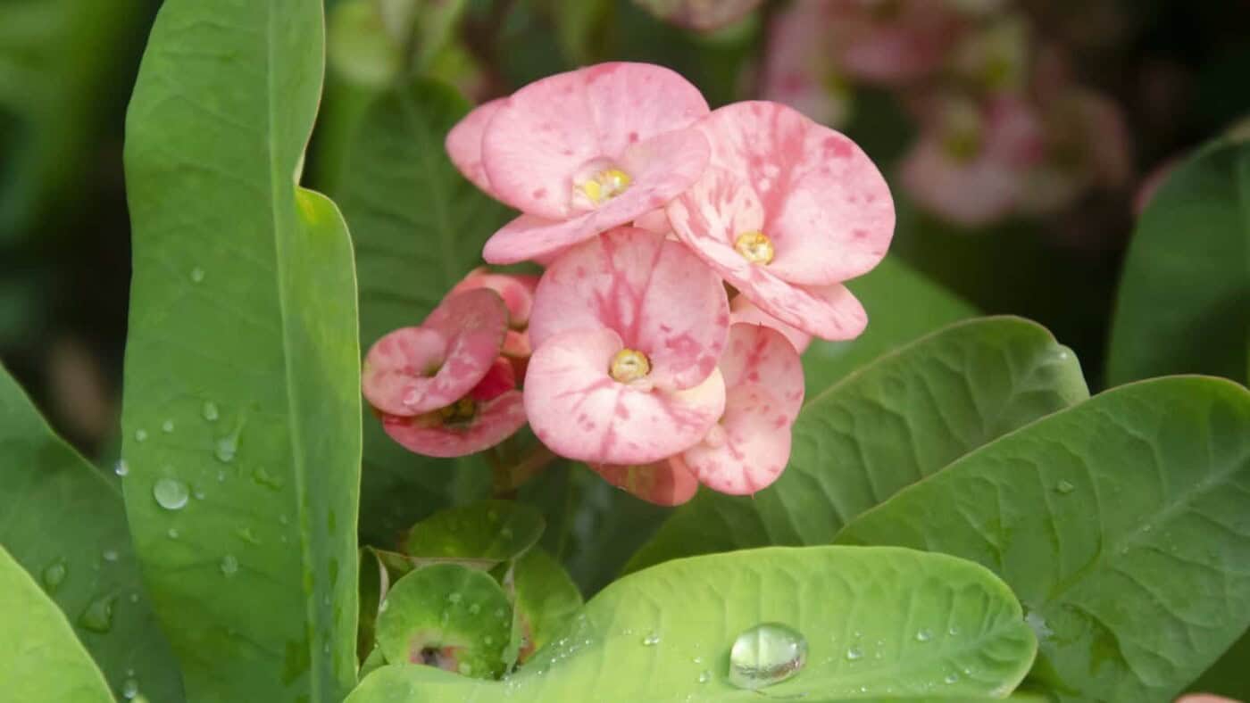 How to Grow and Care for Crown of Thorns (Euphorbia milii)