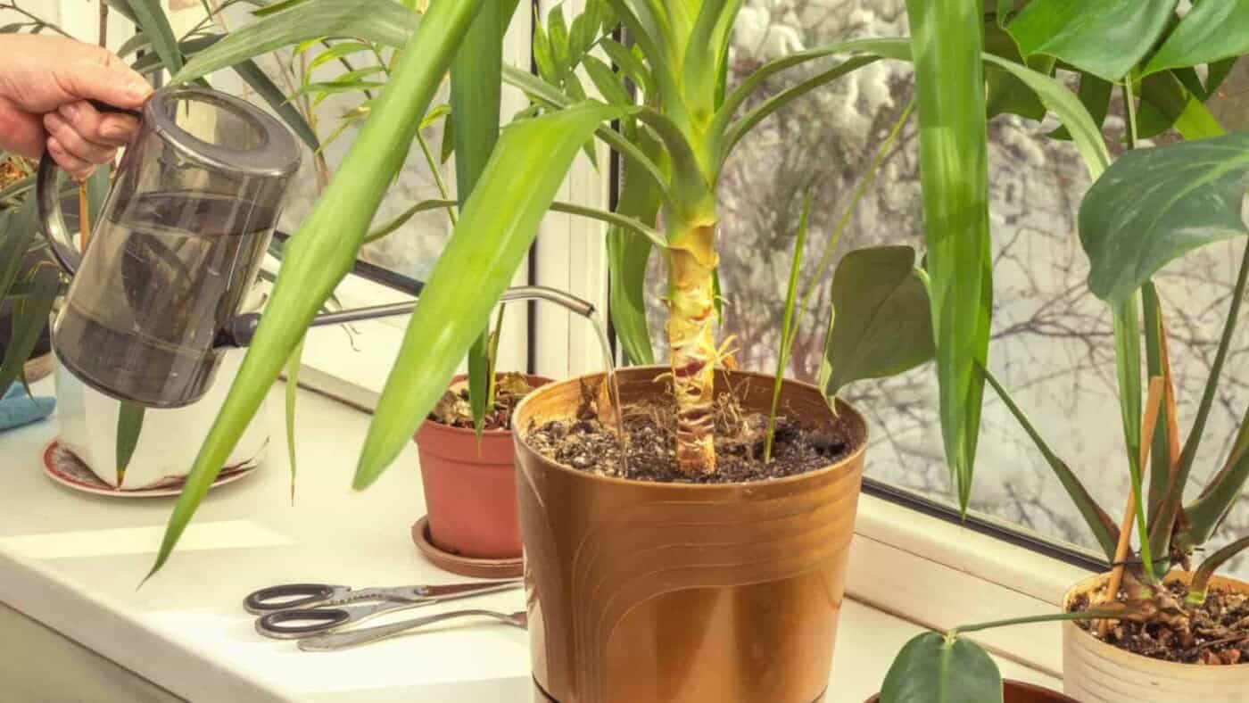 Yucca Plant Care: How to Grow and Care for Yucca Plants