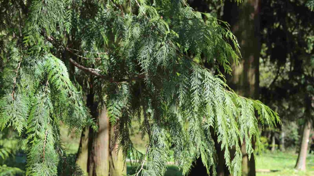 12 Different Types Of Cedar Trees With Pictures