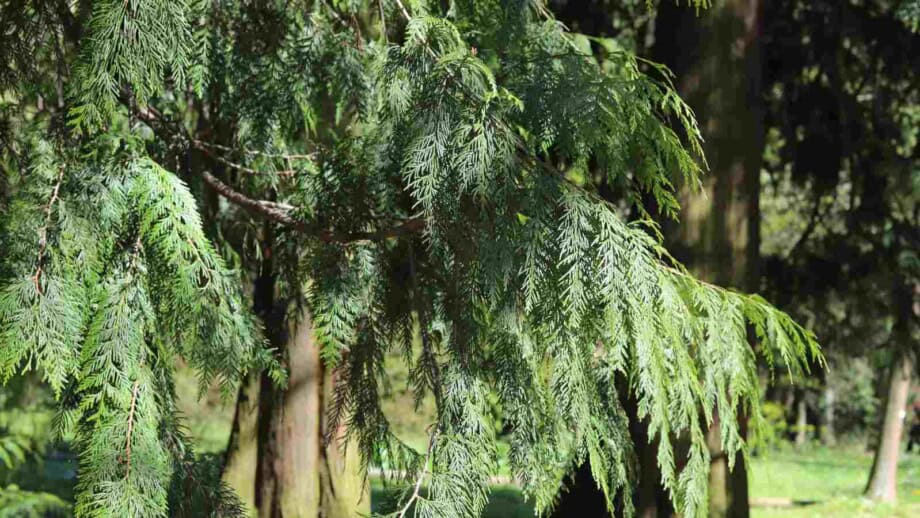 12 Different Types of Cedar Trees with Pictures