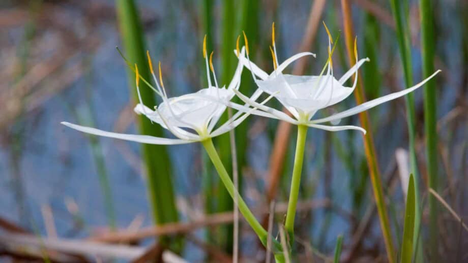 How to Grow and Care for Spider Lily (Lycoris spp.) | Planet Natural