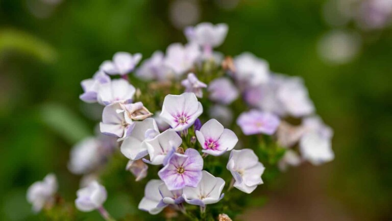 Creeping Phlox Guide: How to Plant and Grow Creeping Phlox