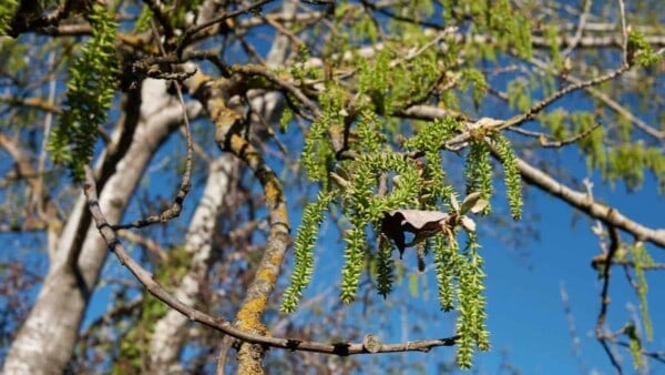Poplar Tree Guide: 10 Most Popular Types of Poplar Trees