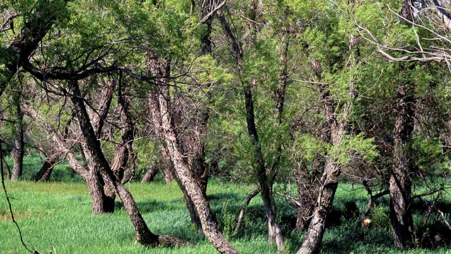 Poplar Tree Guide: 10 Most Popular Types of Poplar Trees