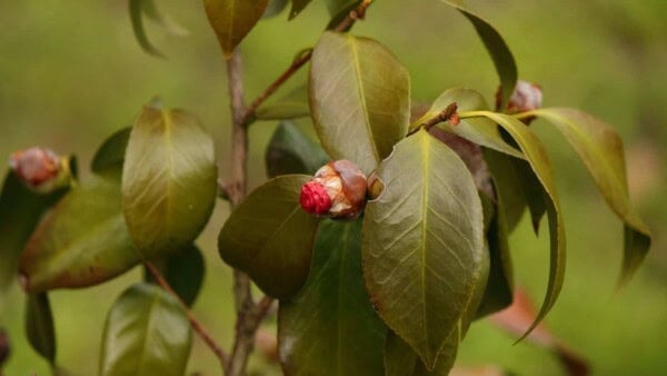 Root Rot Guide: How to Identify, Treat & Prevent Root Rot in Plants