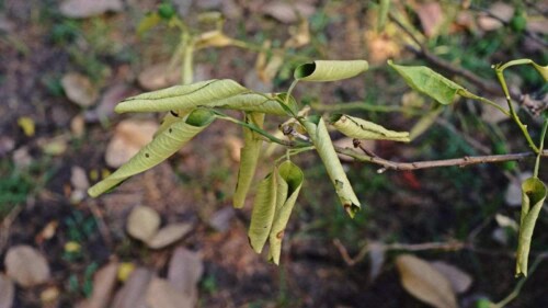 Root Rot Guide: How to Identify, Treat & Prevent Root Rot in Plants