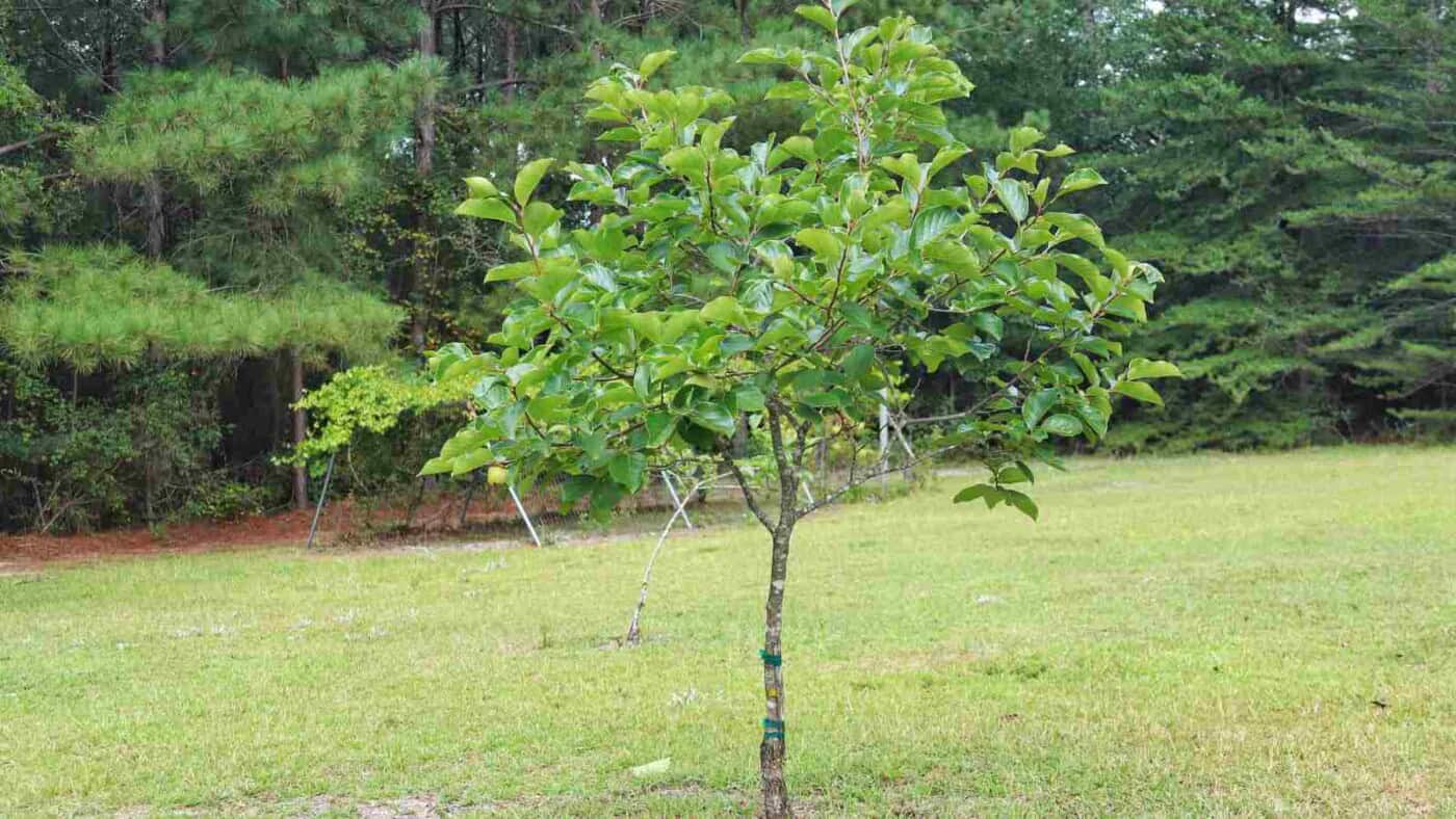 Persimmon Tree - Full Guide to Growing, Caring For & Harvesting