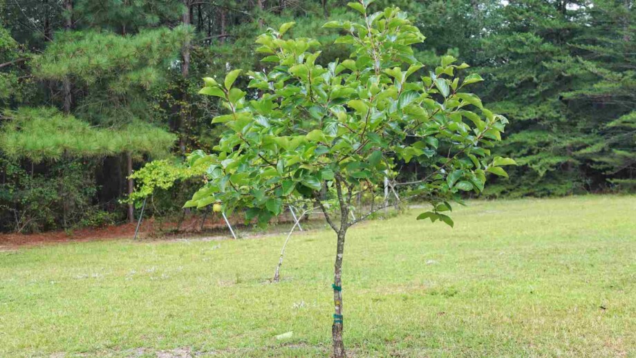 Persimmon Tree - Full Guide to Growing, Caring For & Harvesting