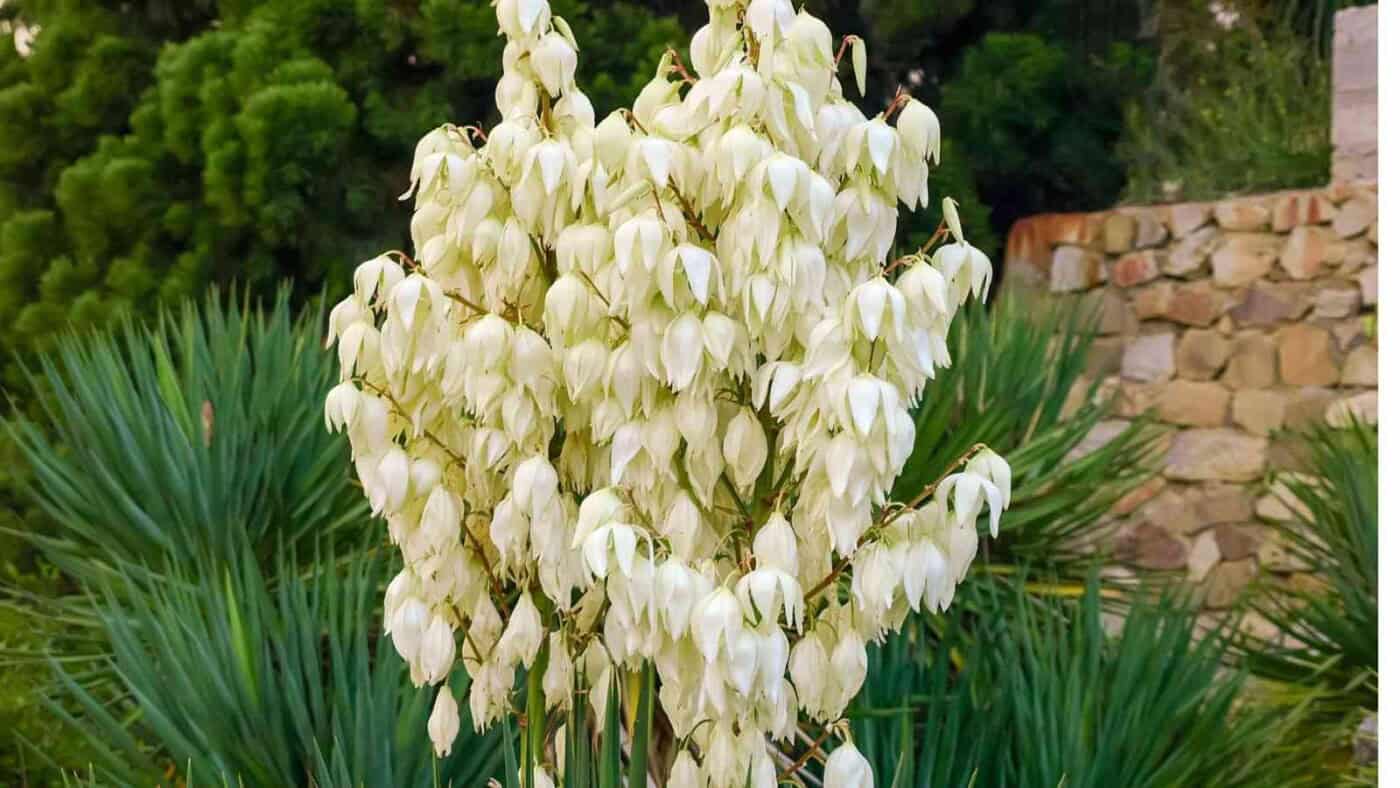 Yucca Plant Care: How to Grow and Care for Yucca Plants