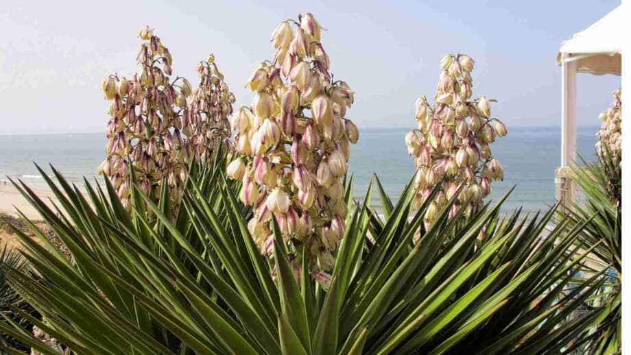 Yucca Plant Care: How to Grow and Care for Yucca Plants