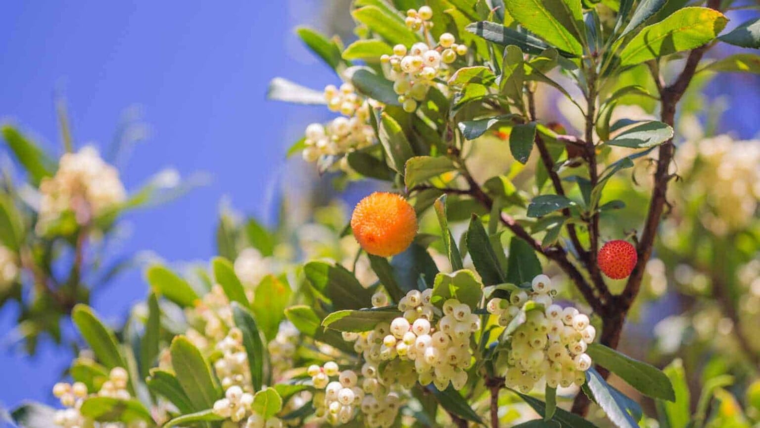 How to Plant, Grow, and Care for Strawberry Tree