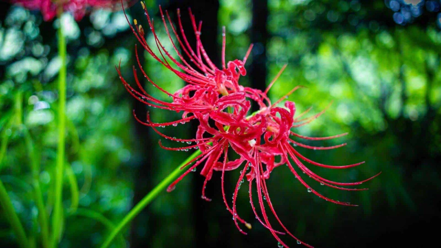 How to Grow and Care for Spider Lily (Lycoris spp.) | Planet Natural