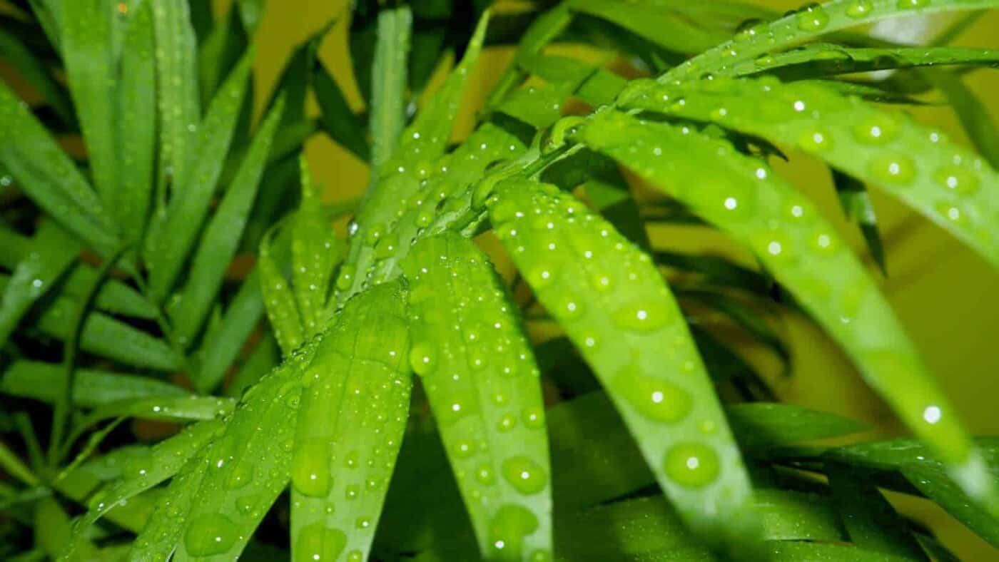 Parlor Palm Guide: How to Grow and Care for Parlor Palm