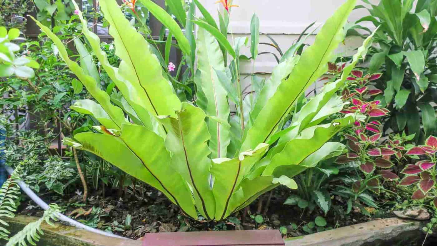 How to Grow and Care for Bird's Nest Fern (Asplenium Nidus)